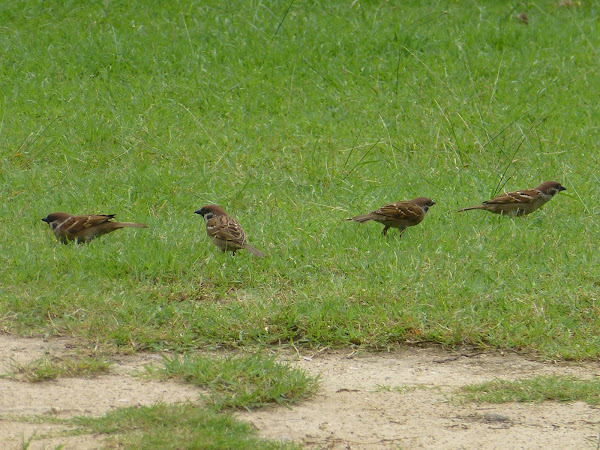 Eurasian Tree Sparrow | Project Noah