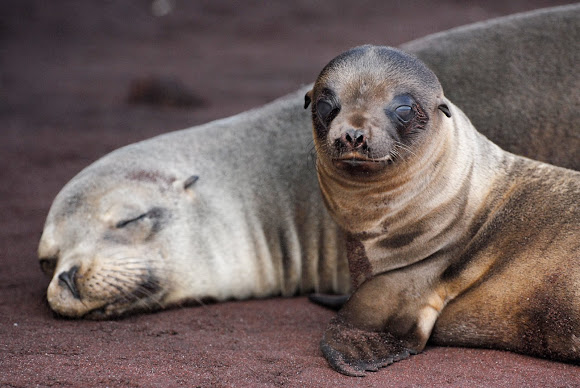 Sea Lion | Project Noah