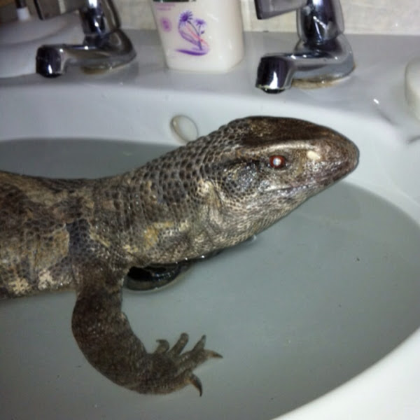 Bosc Monitor Lizard | Project Noah