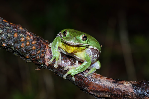 Barking Tree Frog | Project Noah