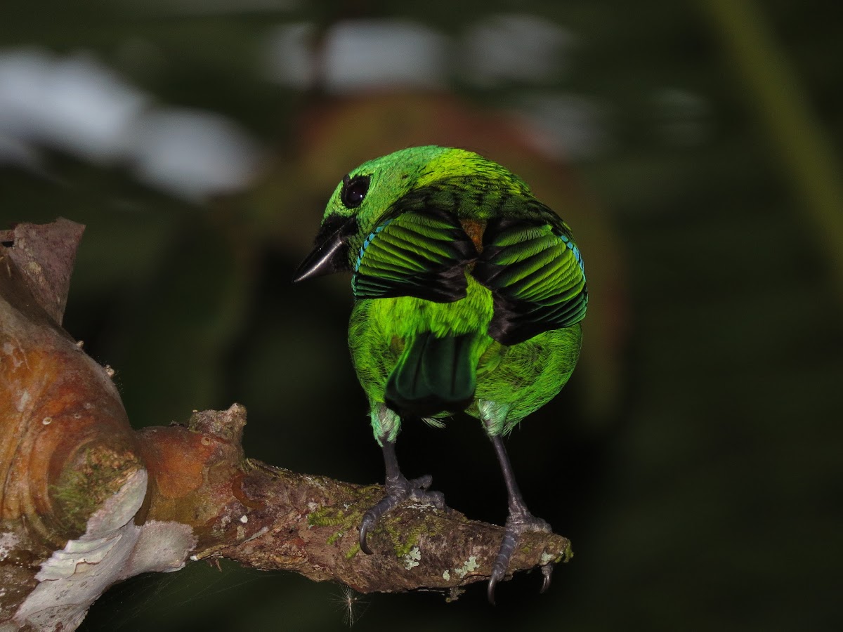 Green-headed Tanager | Project Noah