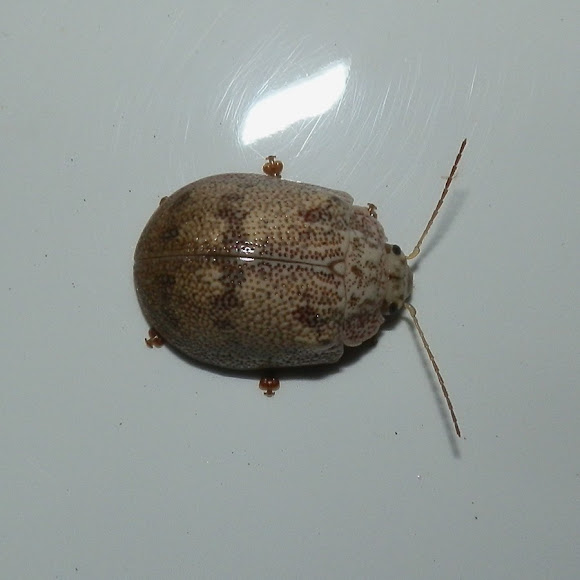 Eucalyptus Tortoise Beetle | Project Noah