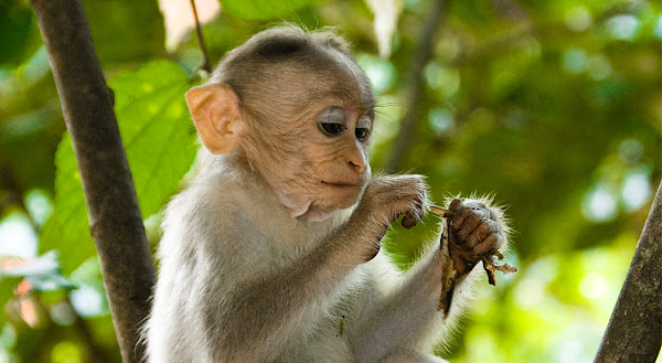 Monkey | Project Noah