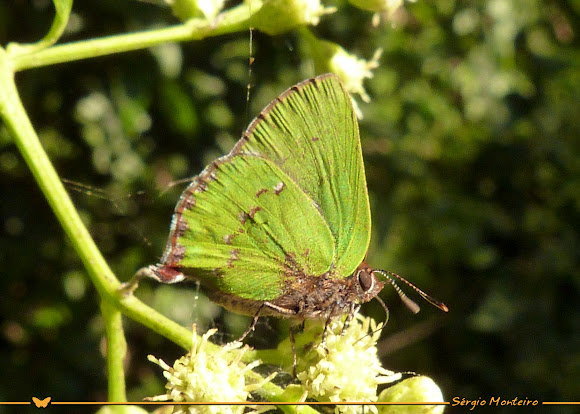 Greenstreak | Project Noah