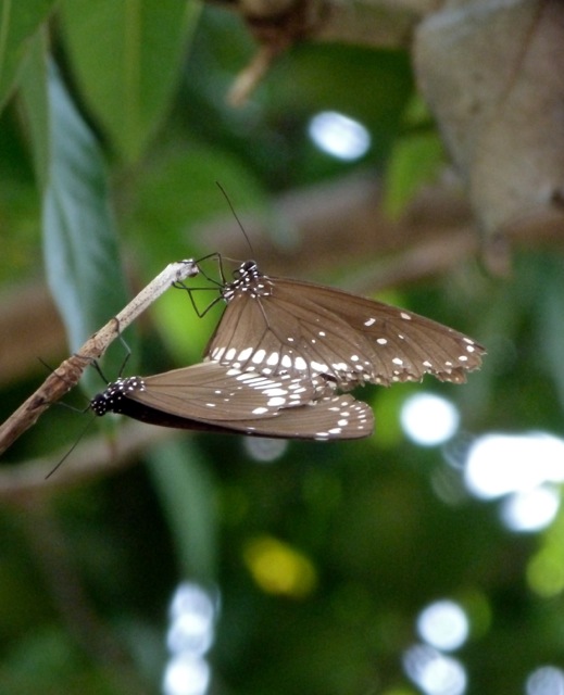 Common Crow (mating) | Project Noah