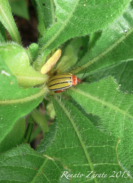 Leaf Beetle | Project Noah