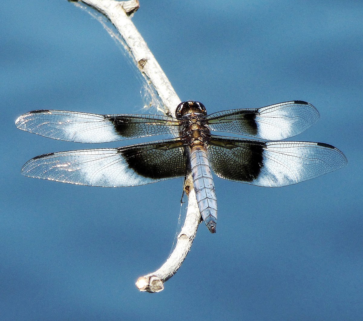 Widow Skimmer Dragonfly (male) | Project Noah