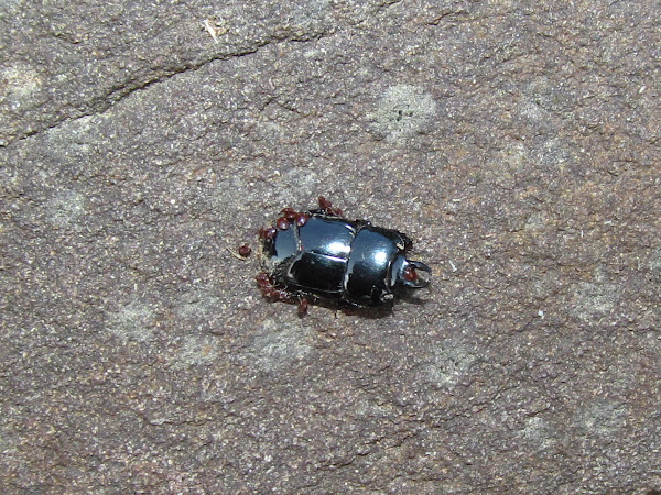 Clown Beetle | Project Noah