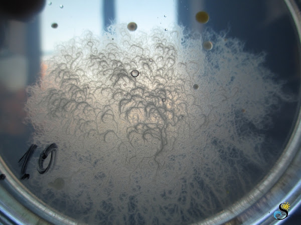 Bacillus mycoides | Project Noah