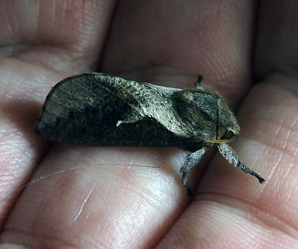 Chocolate Ghost Moth | Project Noah