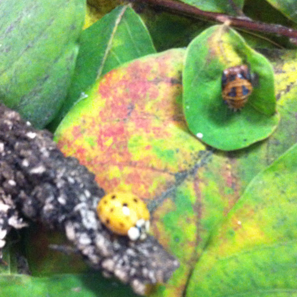 Southern lady beetle | Project Noah