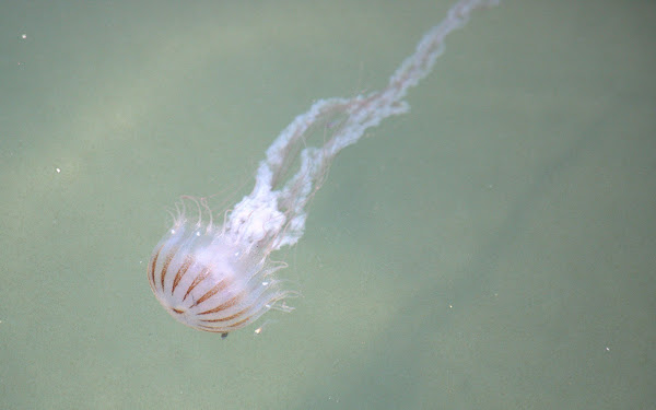 Sea Nettle | Project Noah
