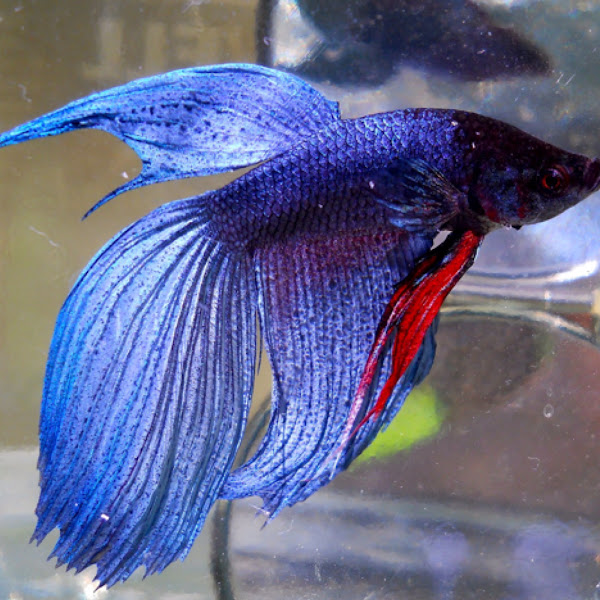 Betta fish | Project Noah