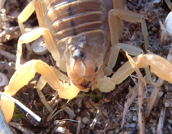 Alacrán común. Common scorpion | Project Noah
