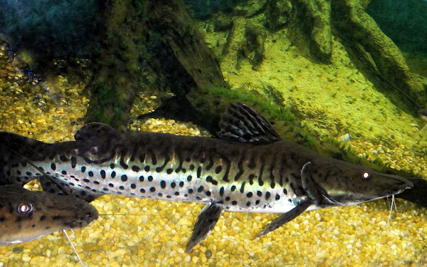 Cachara | Project Noah