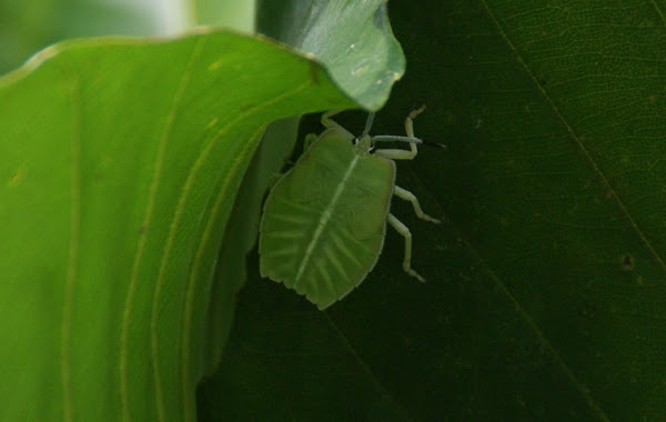 Giant Shield Bug | Project Noah