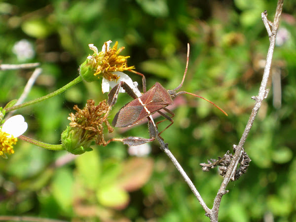 Leaf-footed Bug | Project Noah
