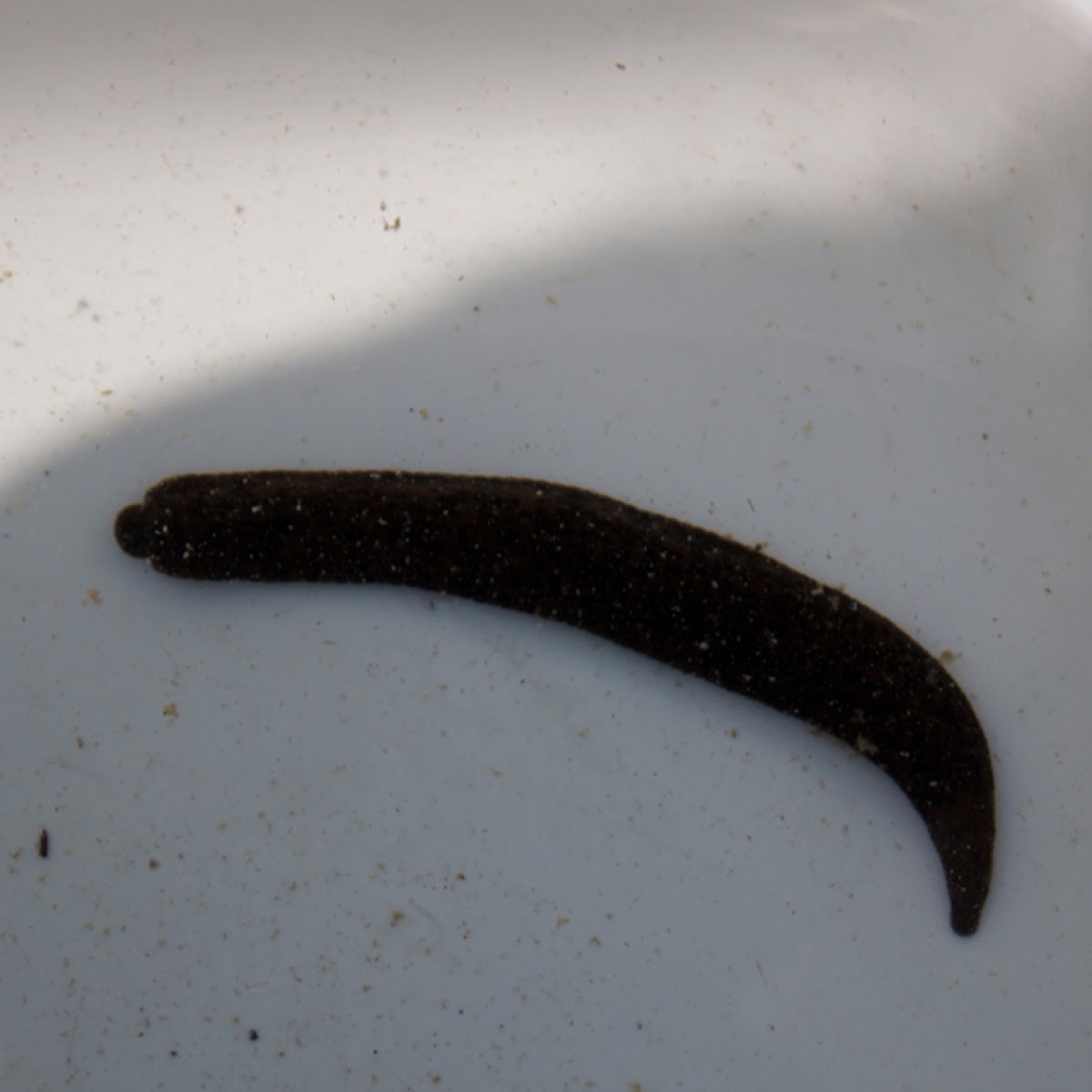 Leach | Project Noah