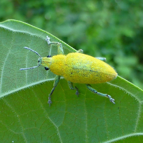 Golden Glitter/Gold Dust Weevil | Project Noah