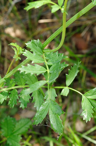 Salad burnet; Pimpinela menor | Project Noah