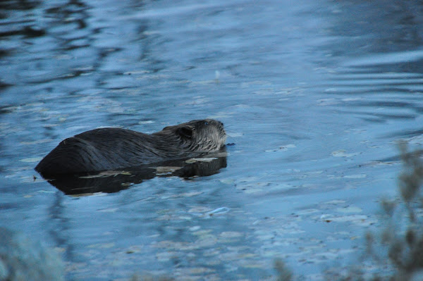 North American Beaver | Project Noah