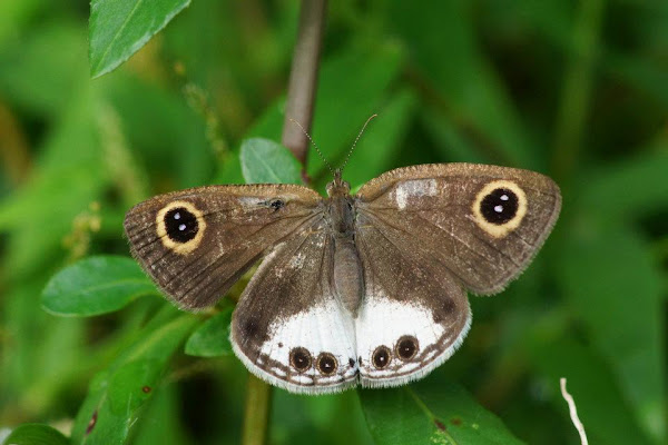 White Four-ring Butterfly | Project Noah