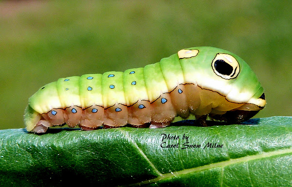 Spicebush Swallowtail Caterpillar | Project Noah