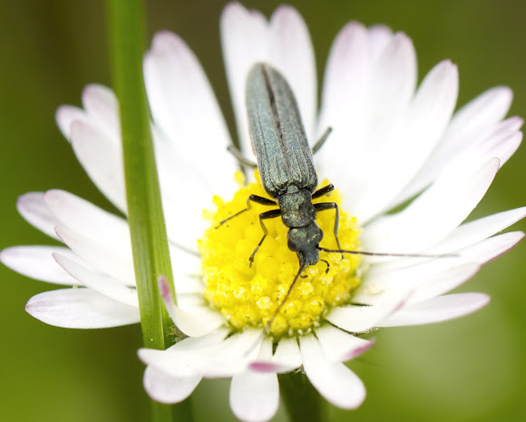 False Blister Beetle | Project Noah