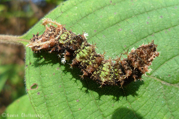 Commander butterfly Larvae | Project Noah