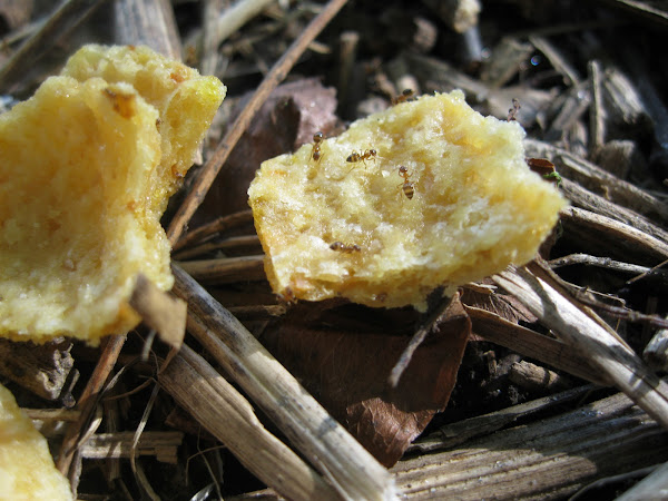 Pharaoh Ant | Project Noah