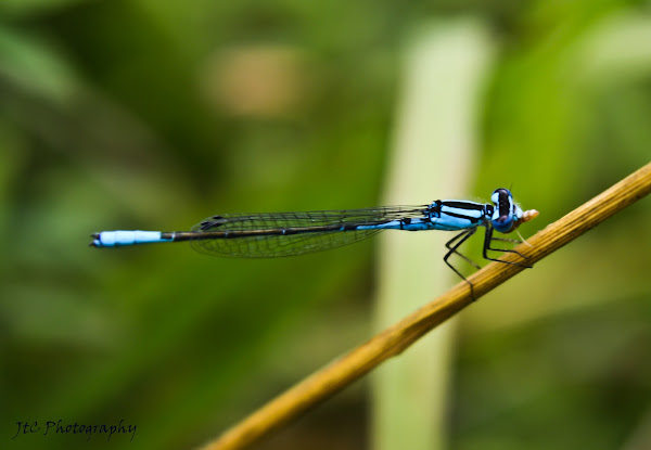 Blue-ringed Dancer | Project Noah