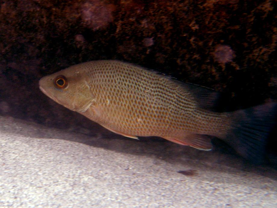 Gray Snapper | Project Noah