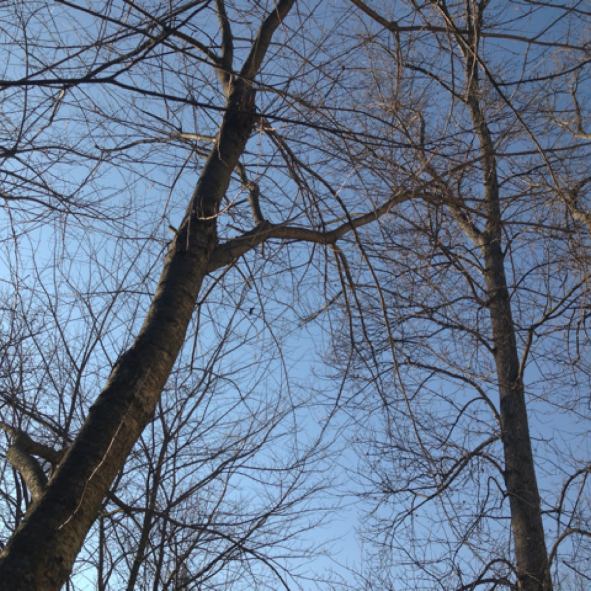 Poplar Tree | Project Noah