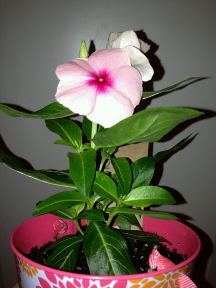 vinca rosea | Project Noah