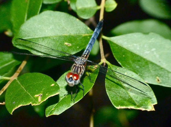 Blue dasher (female) | Project Noah