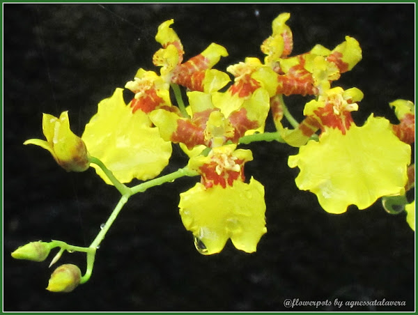 Dancing Lady Orchid | Project Noah