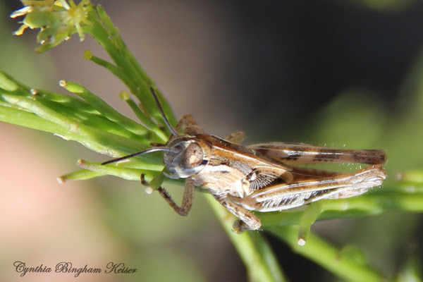 Devastating Grasshopper (Nymph) | Project Noah