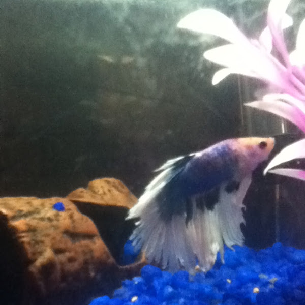 Beta fish | Project Noah