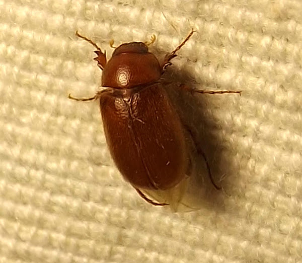 Small Brown Chafer Beetle | Project Noah