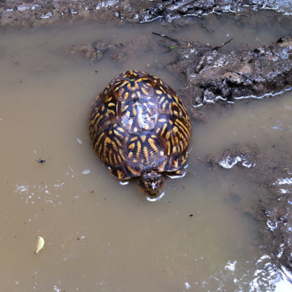 Eastern Box Turtle | Project Noah