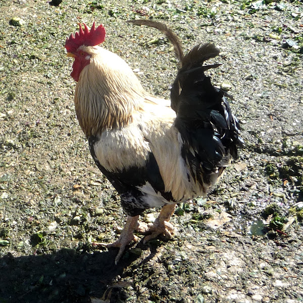 Gallo | Project Noah