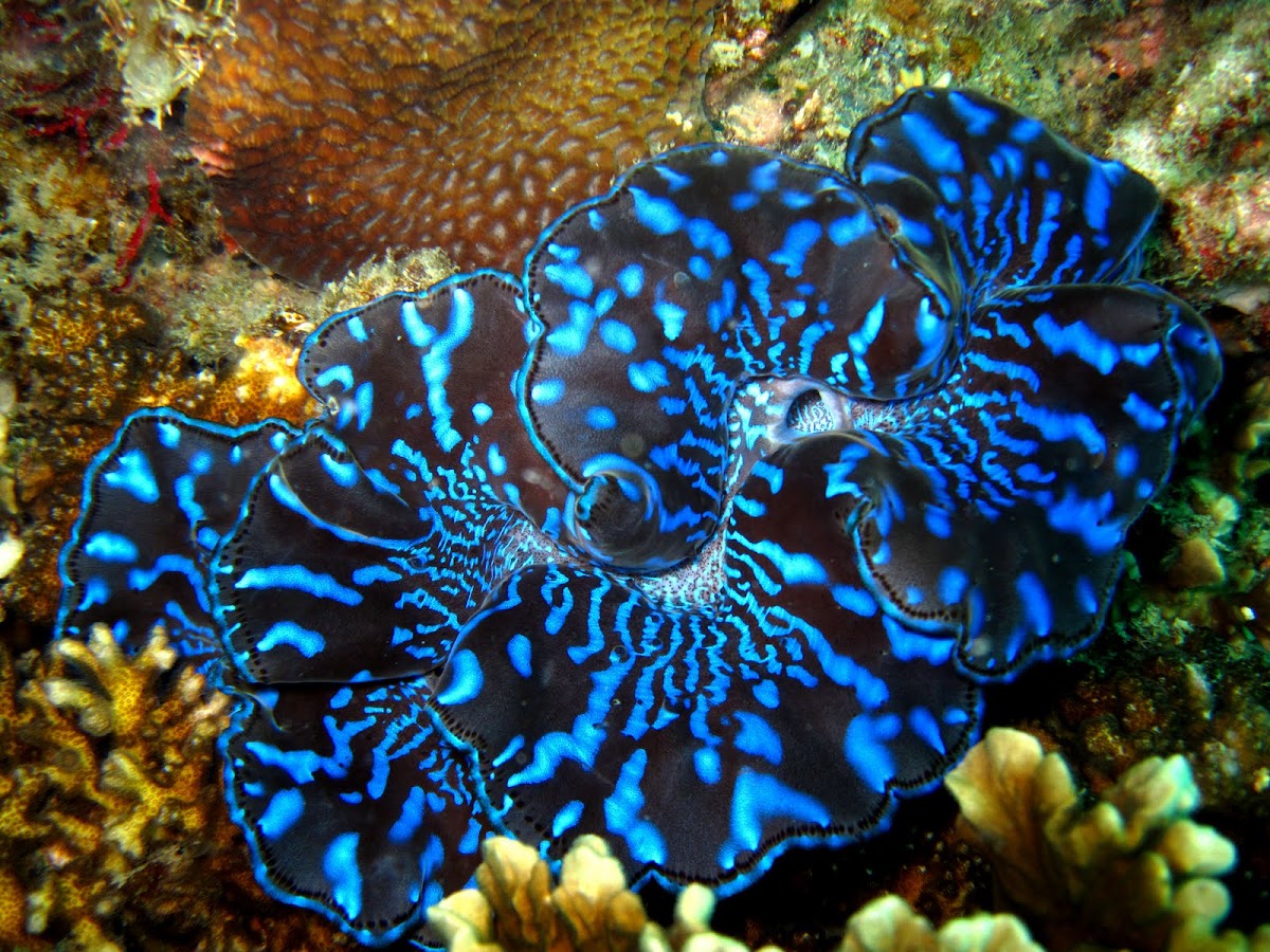 Giant Clam | Project Noah