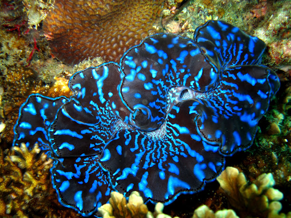 Giant Clam | Project Noah
