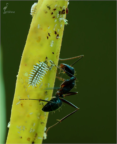 Mealybug | Project Noah