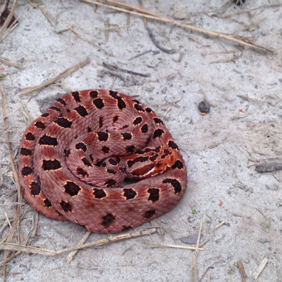 Carolina Pygmy rattlesnake | Project Noah