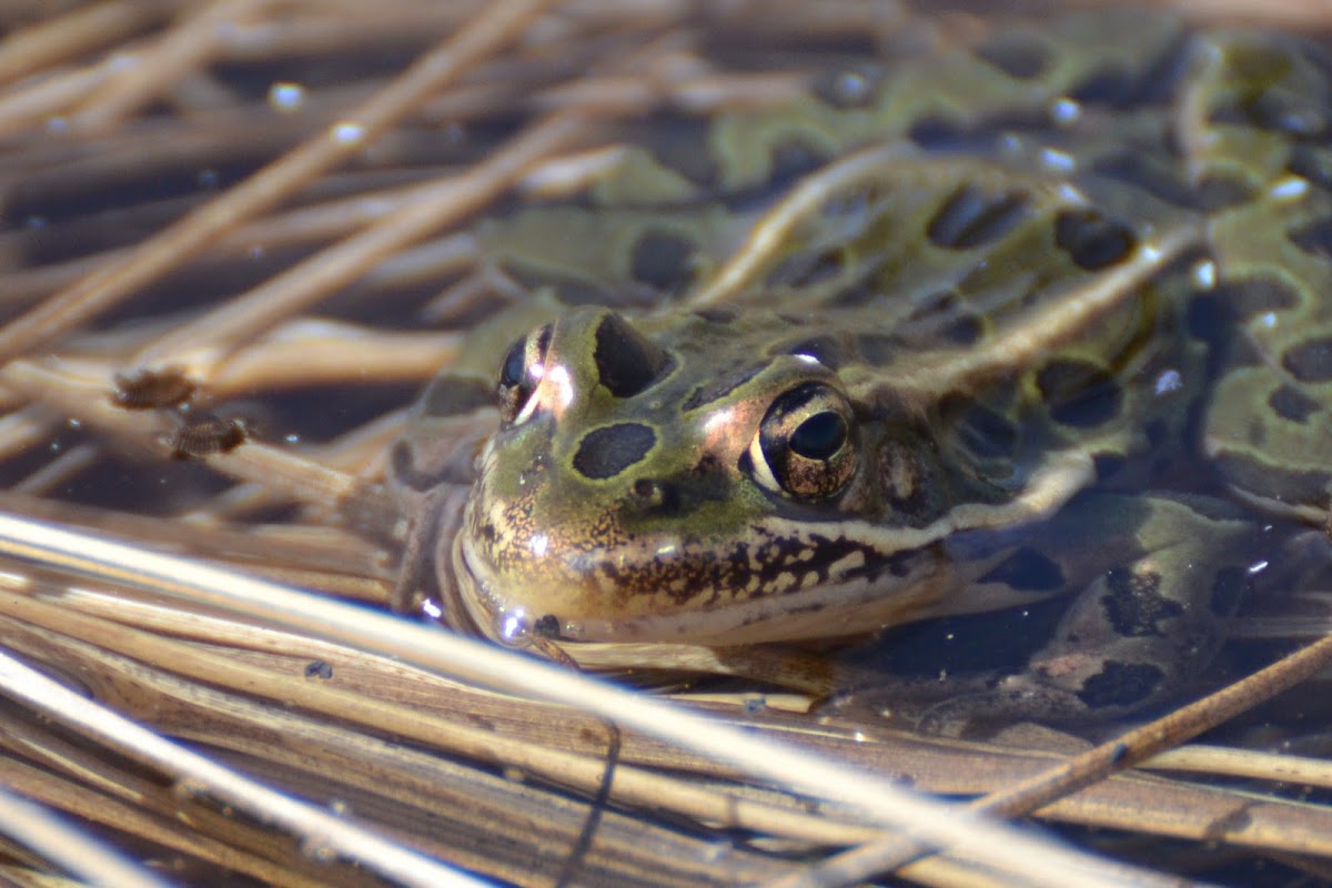 northern leopard frog | Project Noah