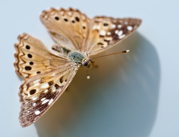 Hackberry Emporer | Project Noah