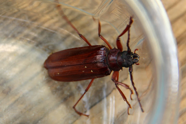 Brown Prionid Beetle | Project Noah