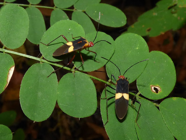 Hemipterans | Project Noah