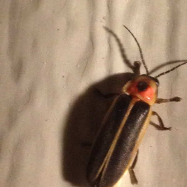 Firefly | Project Noah